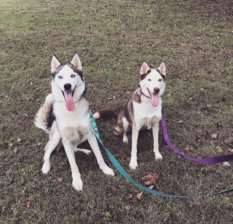 Husky – Hero K9 Academy